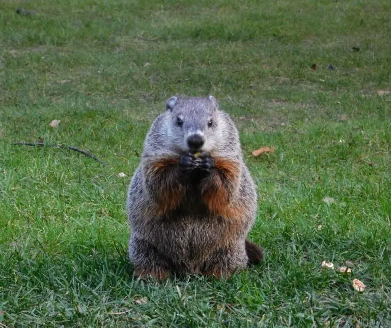 Groundhog spiritual meaning