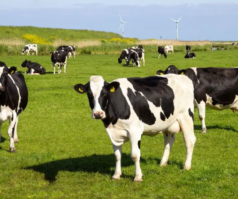 Significado espiritual de la vaca